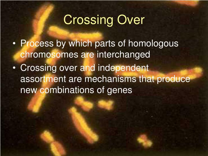 PPT - Crossing Over in Meiosis PowerPoint Presentation - ID:4554337