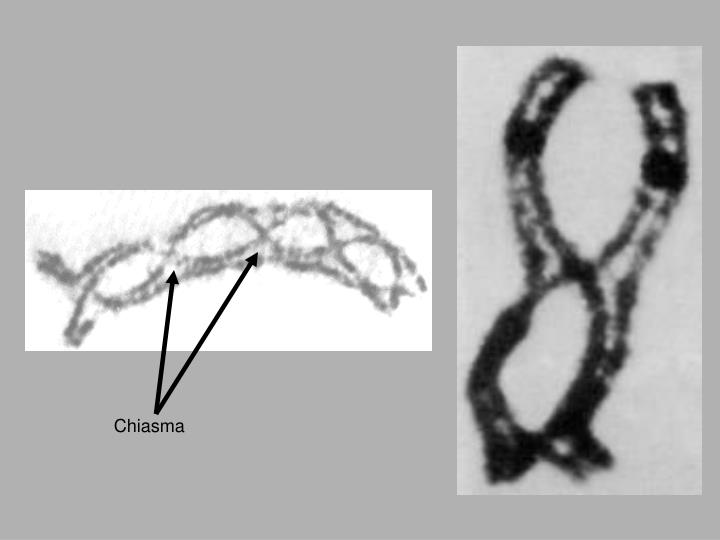 PPT - Crossing Over in Meiosis PowerPoint Presentation - ID:4554337