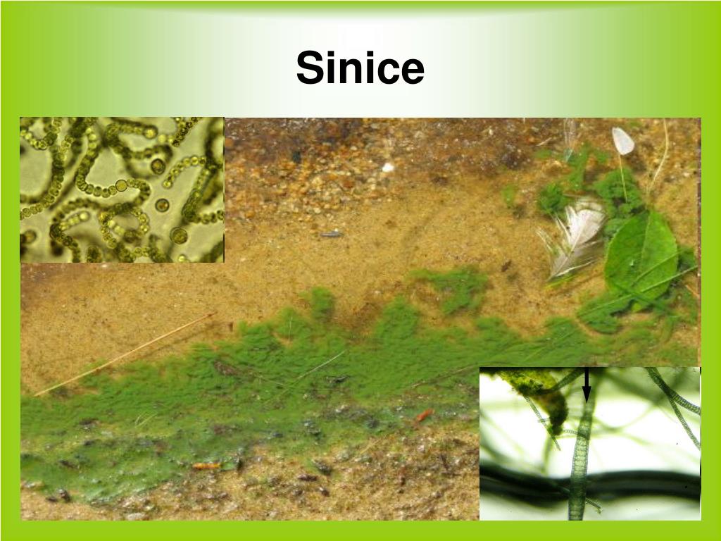 PPT - JEDNOBUNĚČNÉ ORGANISMY s nepravým buněčným jádrem SINICE ...