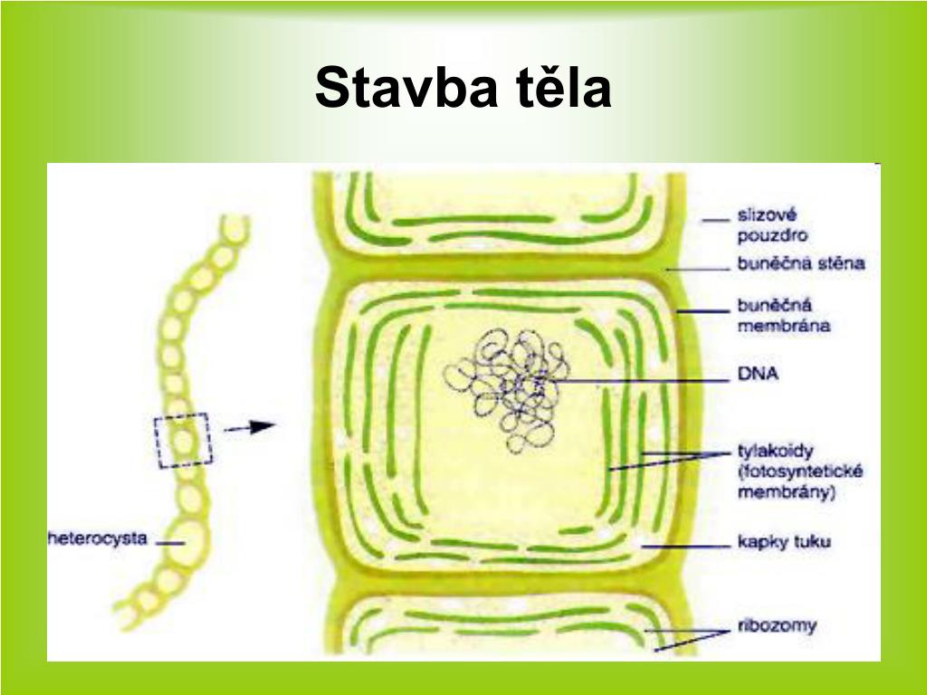 PPT - JEDNOBUNĚČNÉ ORGANISMY s nepravým buněčným jádrem SINICE ...