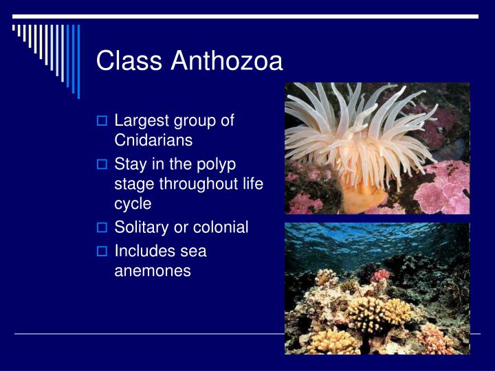 PPT - Phylum Cnidaria & Ctenophora PowerPoint Presentation - ID:4554479
