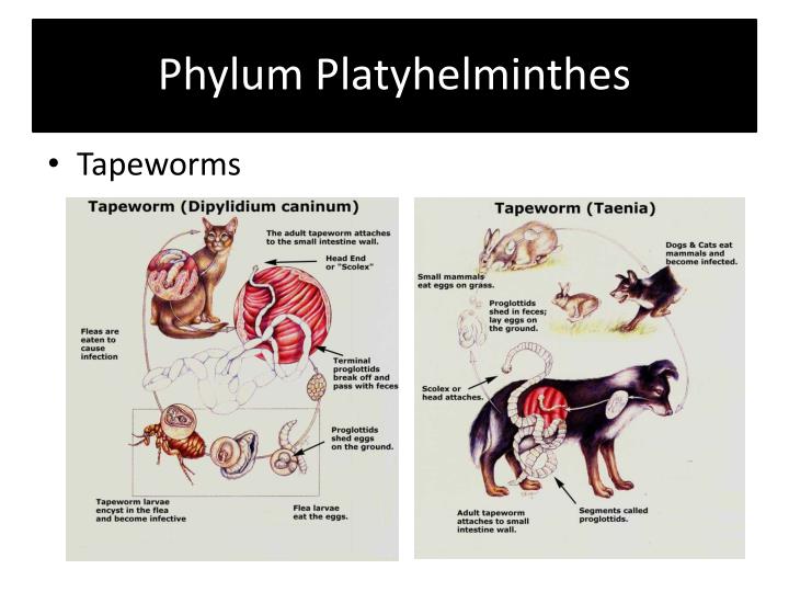 Phylum Platyhelminthes Tapeworm