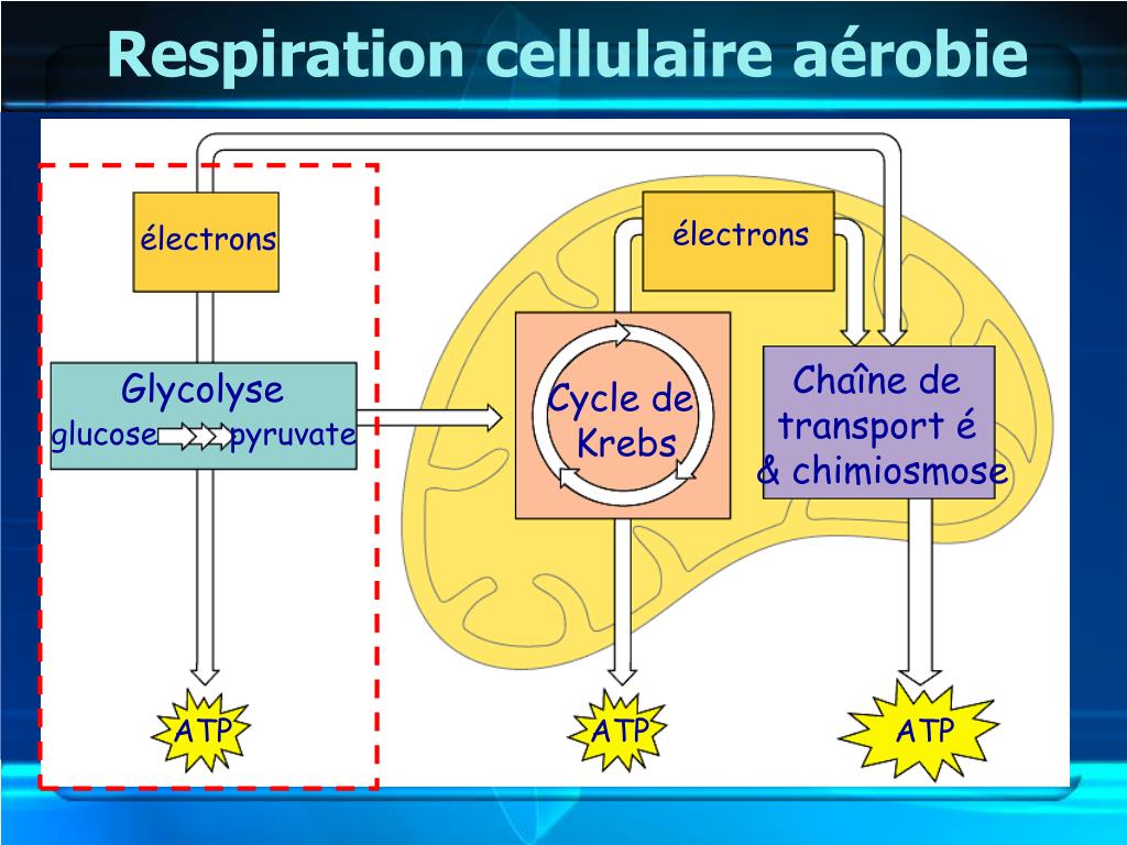 PPT - La respiration cellulaire PowerPoint Presentation, free download ... PPT - La respiration cellulaire PowerPoint Presentation, free download ...