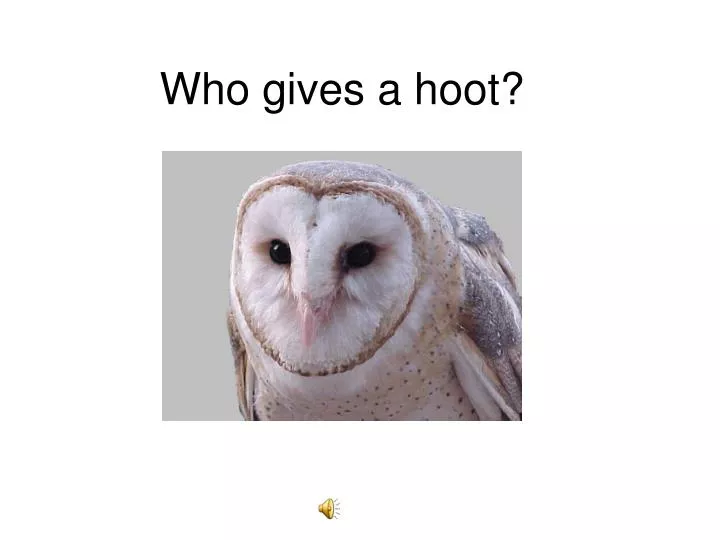 PPT - Who gives a hoot? PowerPoint Presentation, free download - ID:4557083