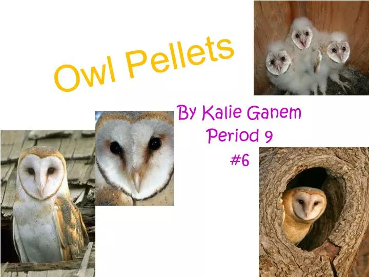 PPT - Owl Pellets PowerPoint Presentation, free download - ID:4557215