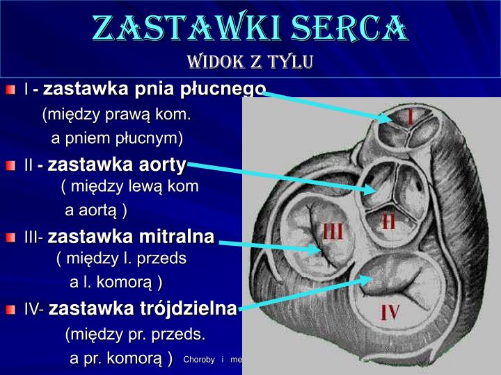 PPT - WADY SERCA PowerPoint Presentation - ID:4557484