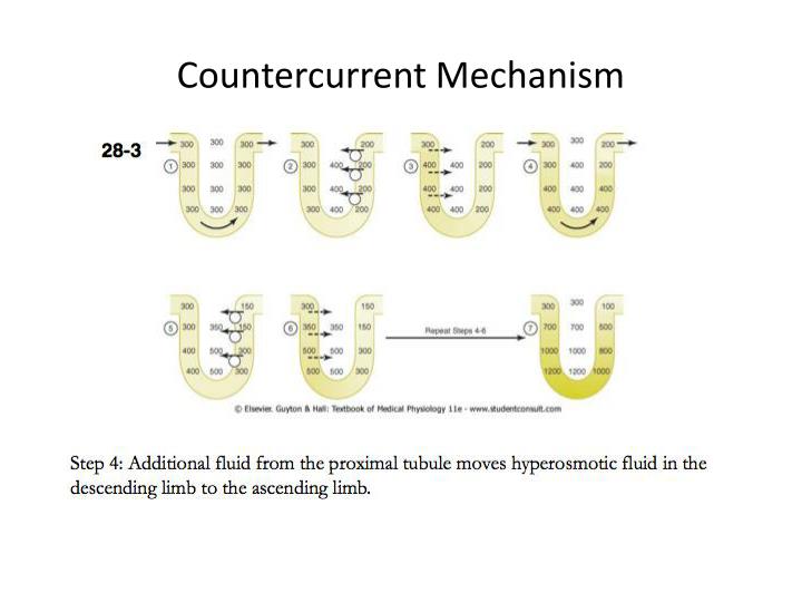 PPT - Reabsorption and Secretion PowerPoint Presentation - ID:4558289