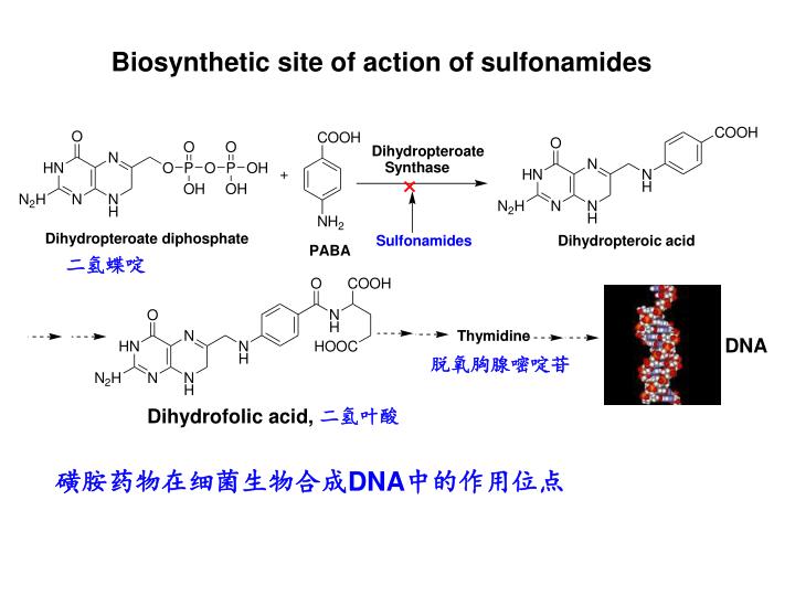 PPT - Chapter 19 Antimicrobial Agents PowerPoint Presentation - ID:4558312