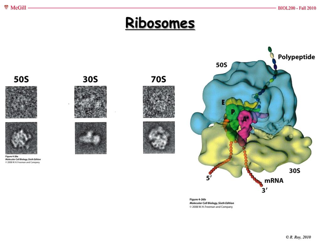 PPT - Alternative splicing controls sex determination in Drosophila ... PPT - Alternative splicing controls sex determination in Drosophila ...