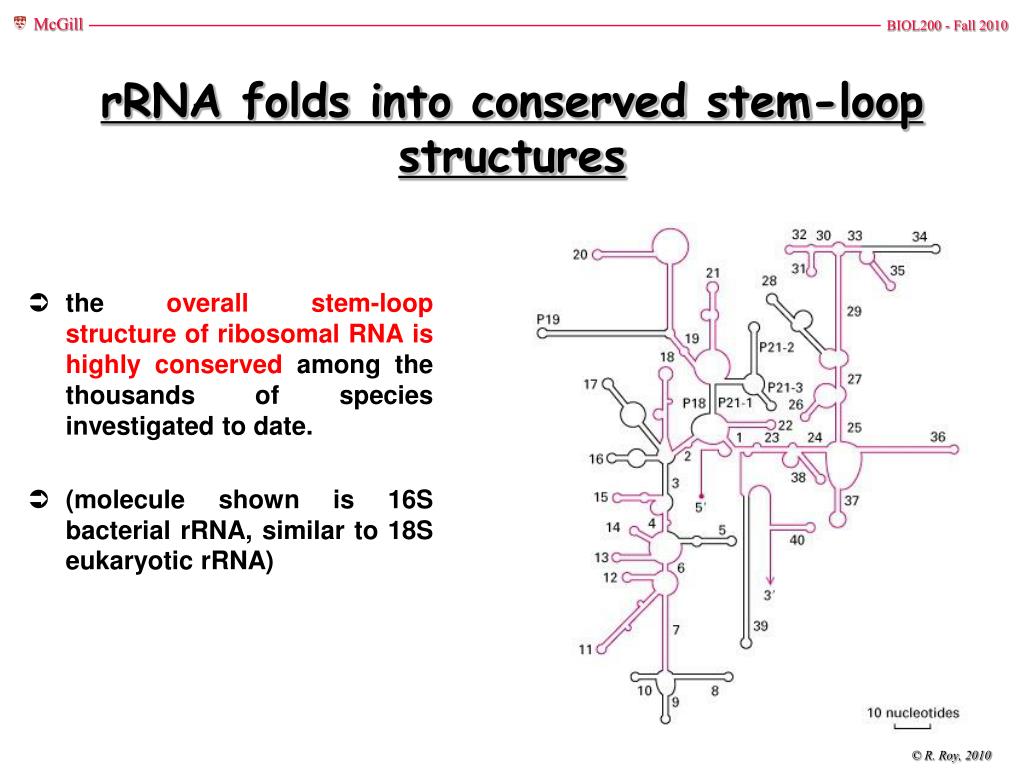 PPT - Alternative splicing controls sex determination in Drosophila ... PPT - Alternative splicing controls sex determination in Drosophila ...