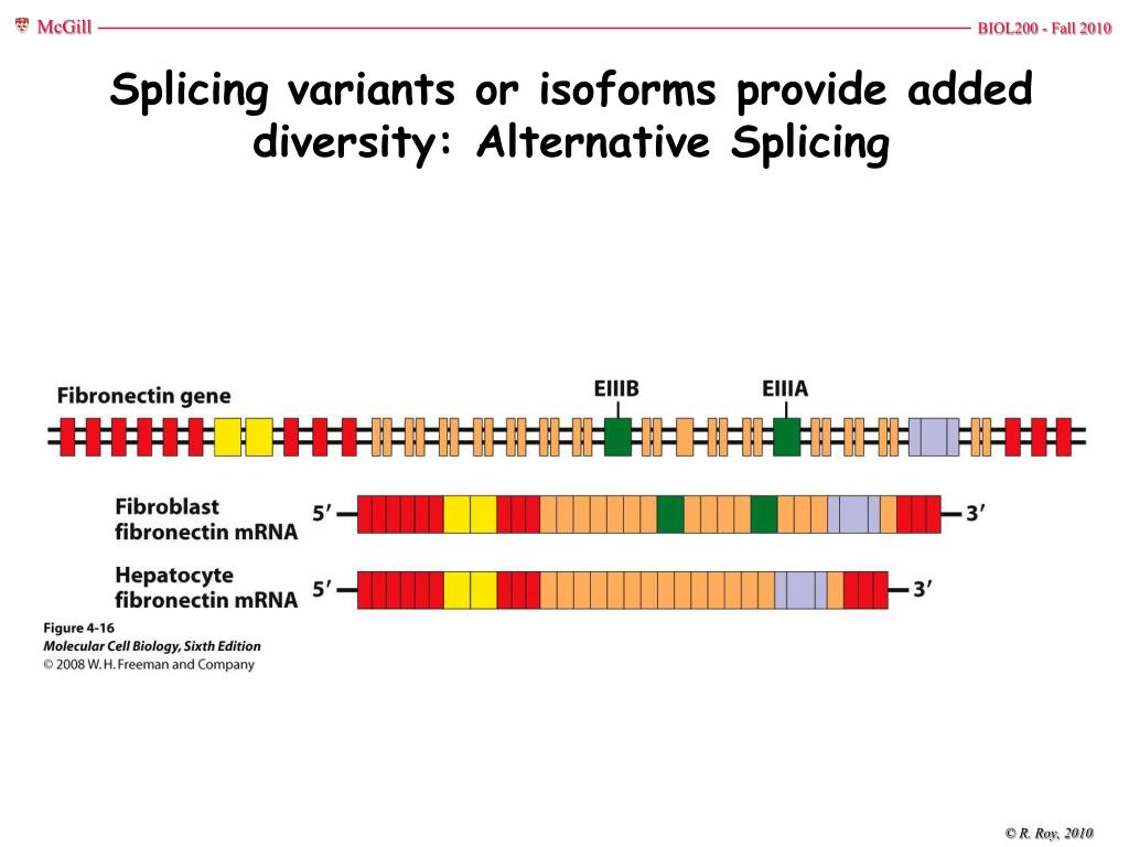 PPT - Alternative splicing controls sex determination in Drosophila ... PPT - Alternative splicing controls sex determination in Drosophila ...