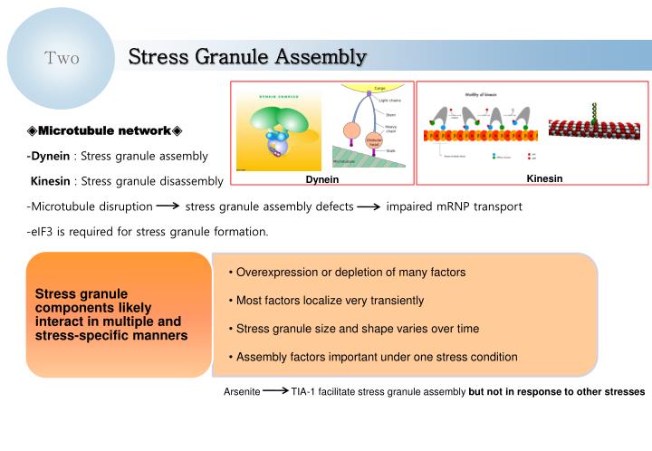 PPT - Eukaryotic Stress Granules: The Ins and Outs of Translation ...