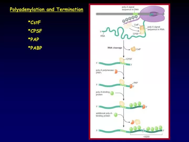 PPT - Polyadenylation and Termination PowerPoint Presentation, free ...