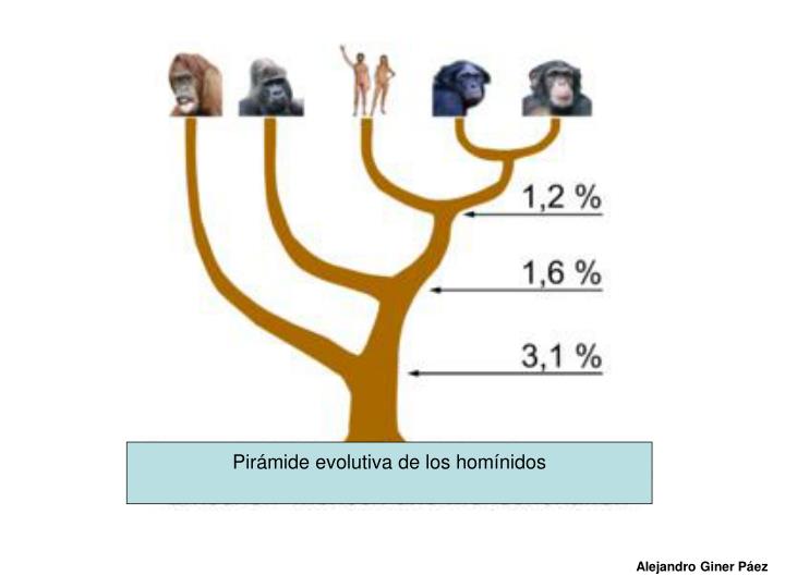 PPT - Los primates y la evolución humana. PowerPoint Presentation - ID ...