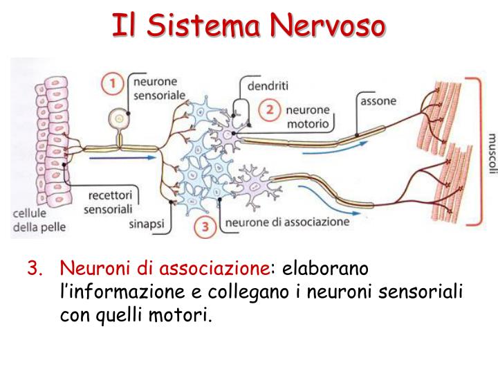 PPT - Il Sistema Nervoso PowerPoint Presentation - ID:4560097