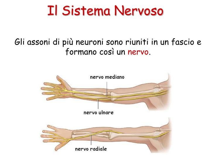 PPT - Il Sistema Nervoso PowerPoint Presentation - ID:4560097