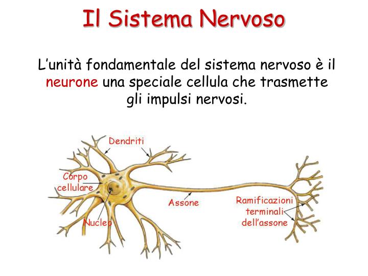 PPT - Il Sistema Nervoso PowerPoint Presentation - ID:4560097