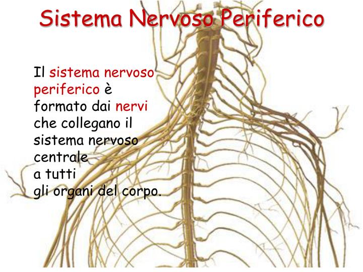 PPT - Il Sistema Nervoso PowerPoint Presentation - ID:4560097