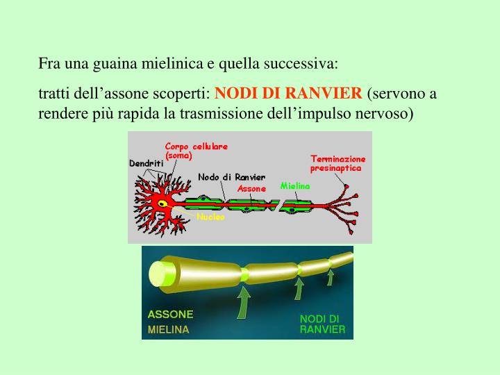 PPT - SISTEMA NERVOSO PowerPoint Presentation - ID:4560107