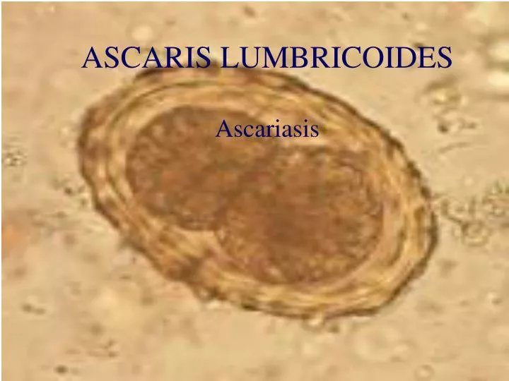 Ascaris