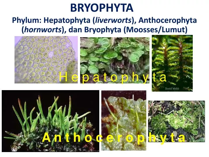 PPT - BRYOPHYTA PowerPoint Presentation, free download - ID:4561184
