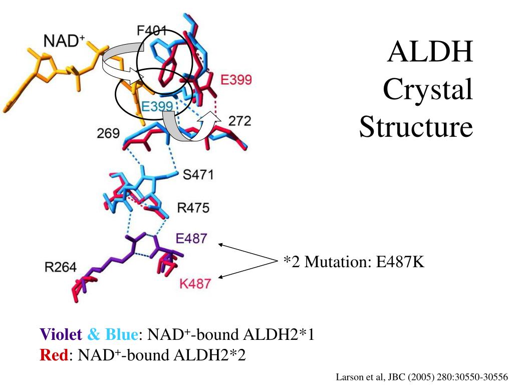 PPT - Drug Metabolism and Pharmacogenetics PowerPoint Presentation ...