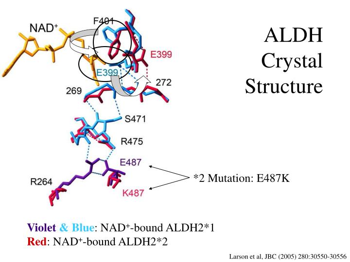 PPT - Drug Metabolism and Pharmacogenetics PowerPoint Presentation - ID ...