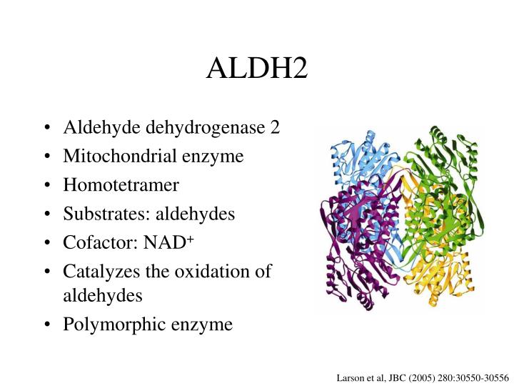 PPT - Drug Metabolism and Pharmacogenetics PowerPoint Presentation - ID ...