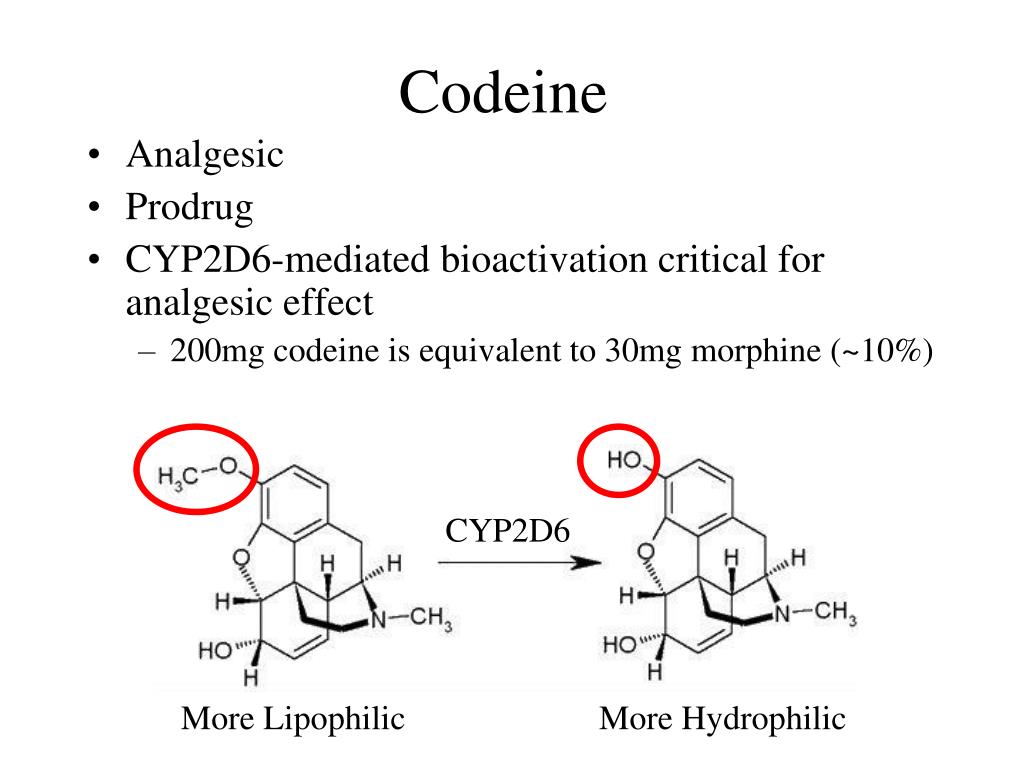 PPT - Drug Metabolism and Pharmacogenetics PowerPoint Presentation ...
