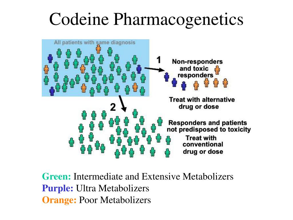 PPT - Drug Metabolism and Pharmacogenetics PowerPoint Presentation ...