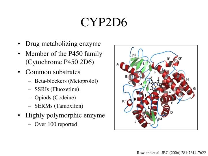 PPT - Drug Metabolism and Pharmacogenetics PowerPoint Presentation - ID ...