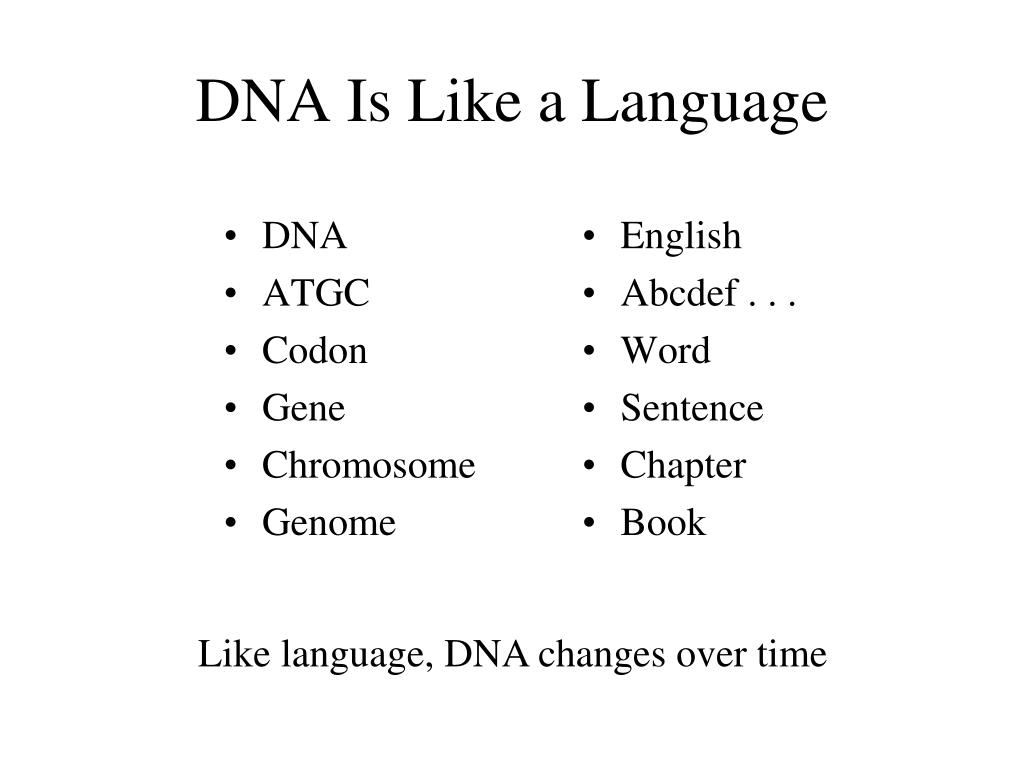 PPT - Drug Metabolism and Pharmacogenetics PowerPoint Presentation ...