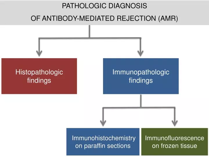 PPT - PATHOLOGIC DIAGNOSIS OF ANTIBODY-MEDIATED REJECTION (AMR ...