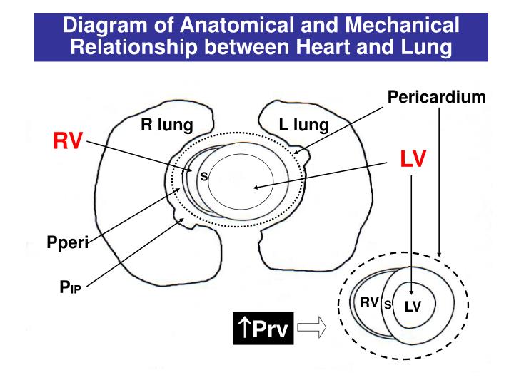 PPT - Cardiopulmonary Interaction in Critically Ill Patients PowerPoint ...