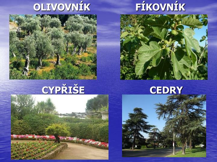 PPT - PODNEBNÉ PÁSY – 5. roč. PowerPoint Presentation - ID:4562849