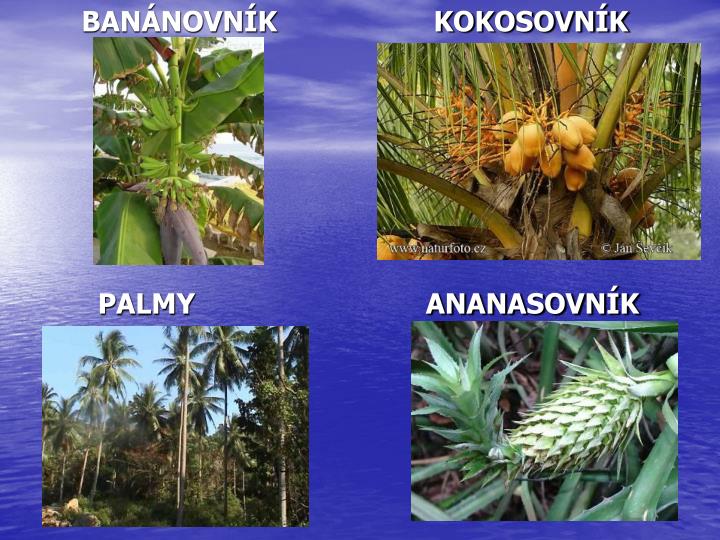 PPT - PODNEBNÉ PÁSY – 5. roč. PowerPoint Presentation - ID:4562849