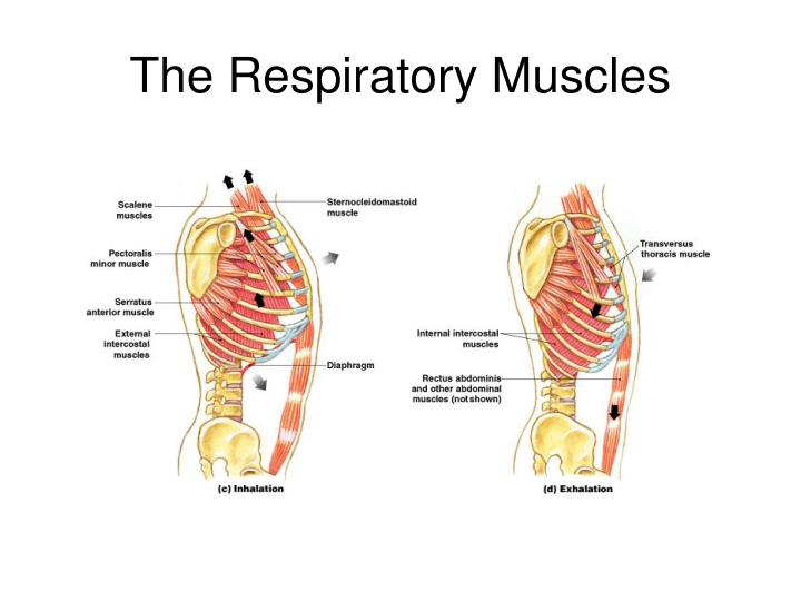 PPT - RESPIRATORY PHYSIOLOGY PowerPoint Presentation - ID:4563067