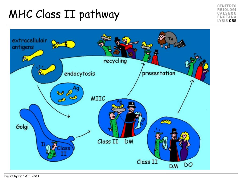PPT - MHC binding and MHC polymorphism PowerPoint Presentation, free ... PPT - MHC binding and MHC polymorphism PowerPoint Presentation, free ...