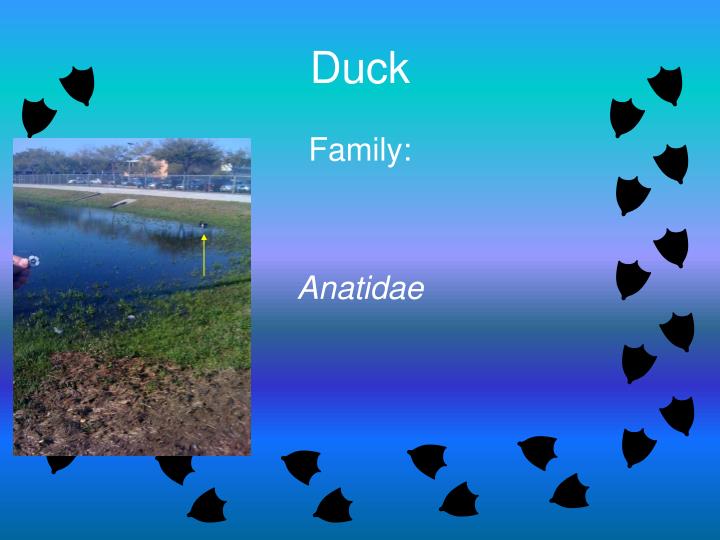 PPT - Classification Hierarchy of Organisms PowerPoint Presentation ...