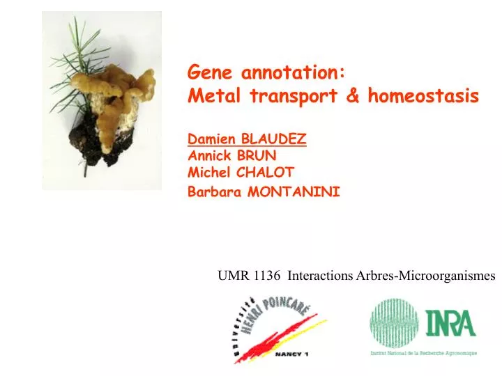 PPT - Gene annotation: Metal transport & homeostasis Damien BLAUDEZ ...