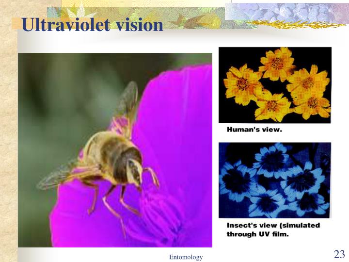 PPT - Topic PowerPoint Presentation - ID:4565556