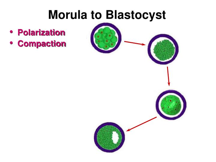 PPT - Embryo Development PowerPoint Presentation - ID:4565609