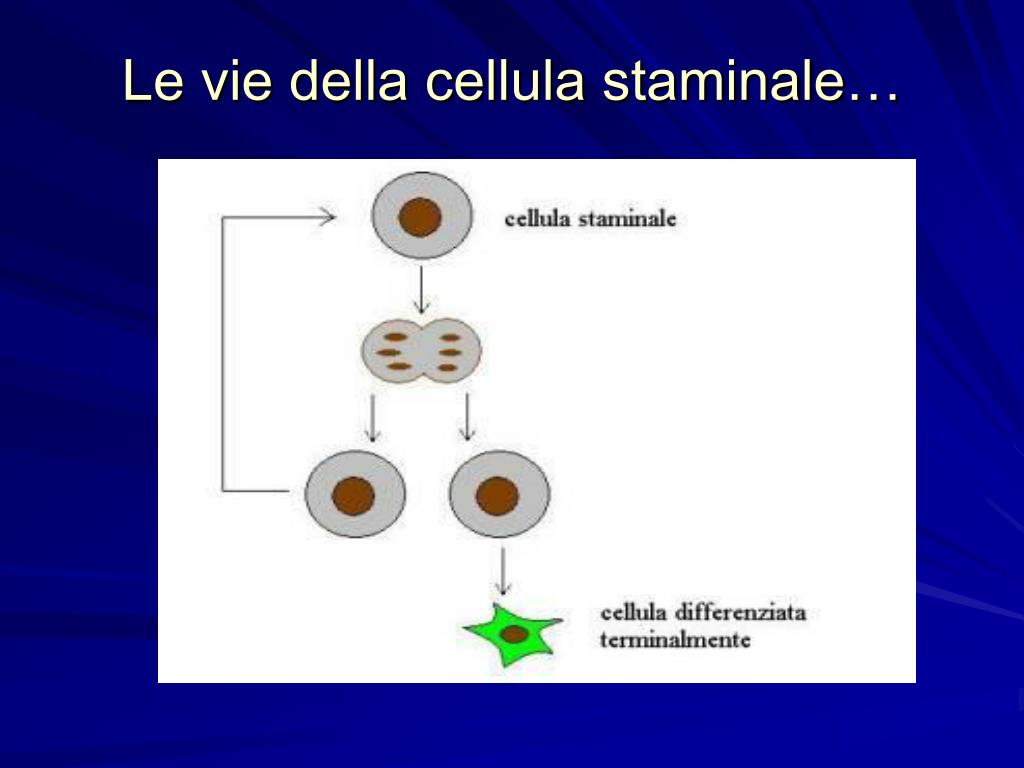PPT - La donazione di cellule staminali emopoietiche PowerPoint ...