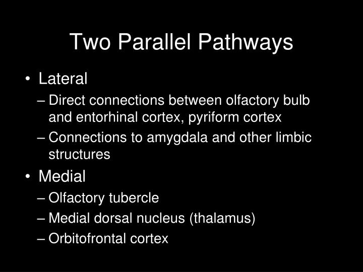PPT - Chemical Senses PowerPoint Presentation - ID:4566585