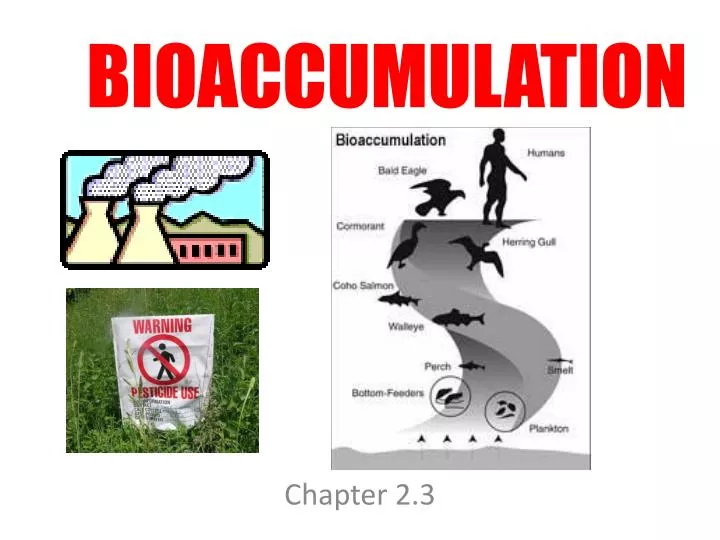 PPT - BIOACCUMULATION PowerPoint Presentation, free download - ID:4568608
