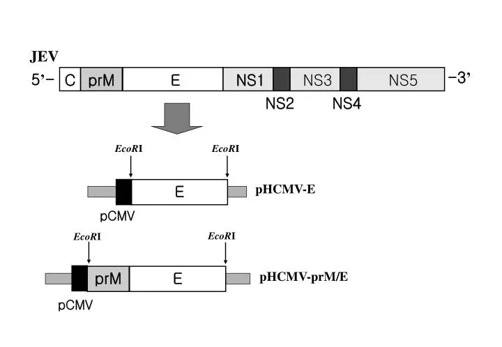 PPT - prM PowerPoint Presentation, free download - ID:4570282