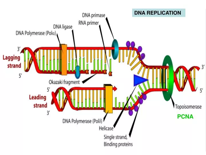 PPT - PCNA PowerPoint Presentation, free download - ID:4570689