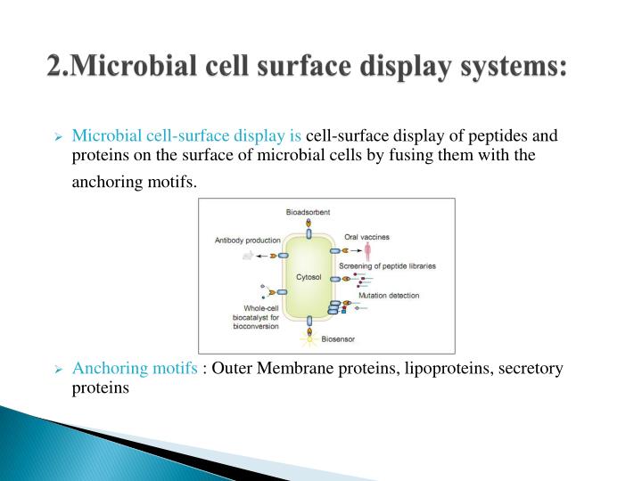 PPT - Detoxification of Organophosphates by INP-surface display systems ...