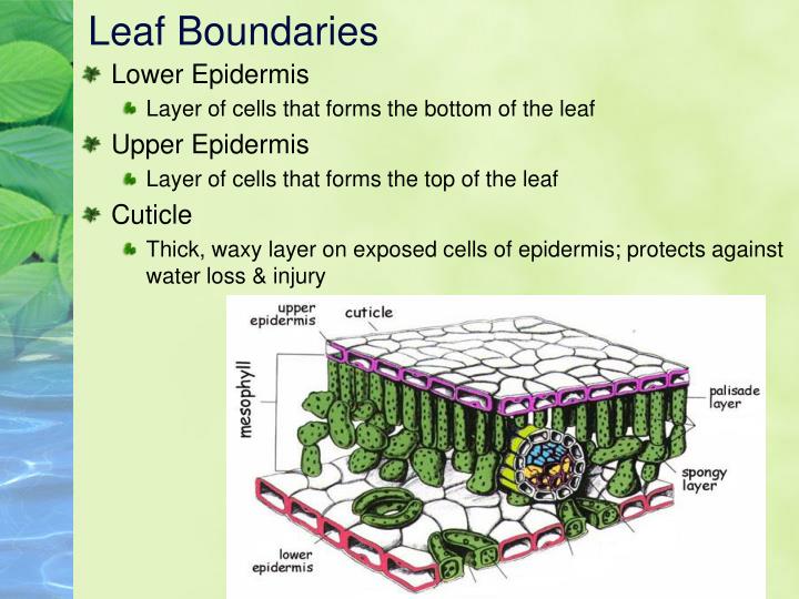 PPT - Leaf Structure PowerPoint Presentation - ID:4572429