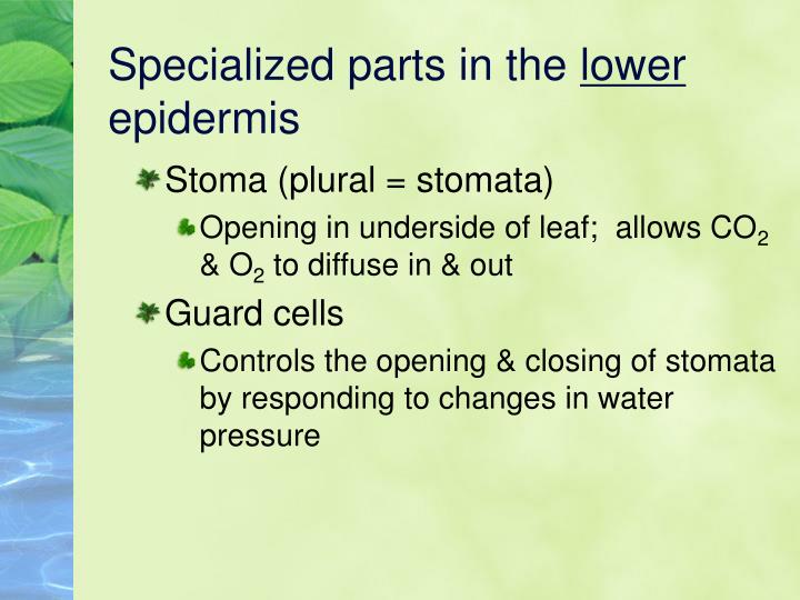PPT - Leaf Structure PowerPoint Presentation - ID:4572429